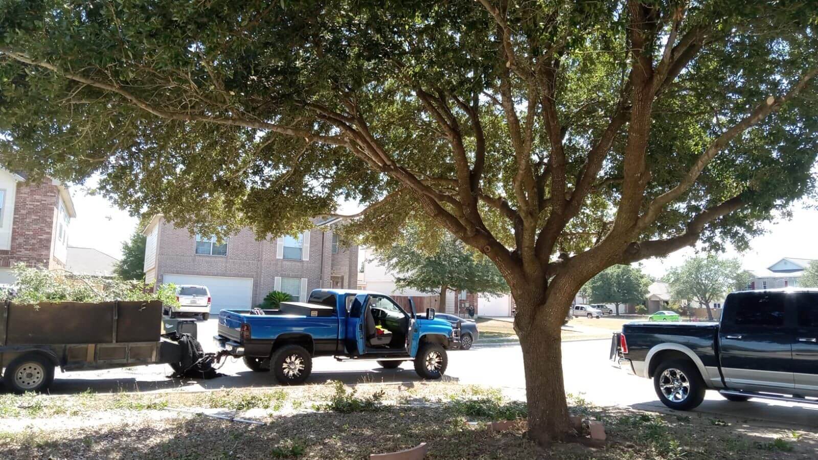 Our High-End Tree Service in San Antonio, TX
