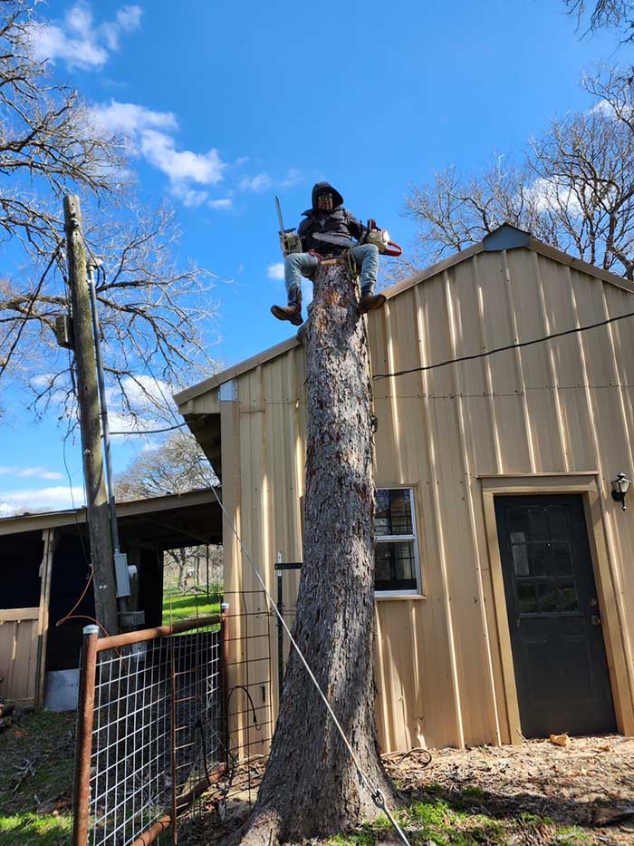 Our High-End Tree Service in San Antonio, TX