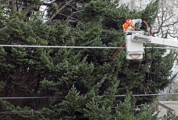Our Professional Tree Service Expert | J&T Texas Tree Service