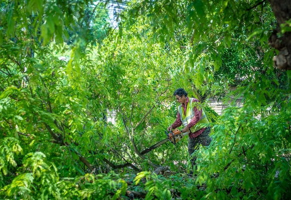 Tree Trimming | J&T Texas Tree Service | San Antonio TX