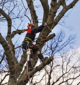 Our Top-notch Tree Removal Expert | J&T Texas Tree Service